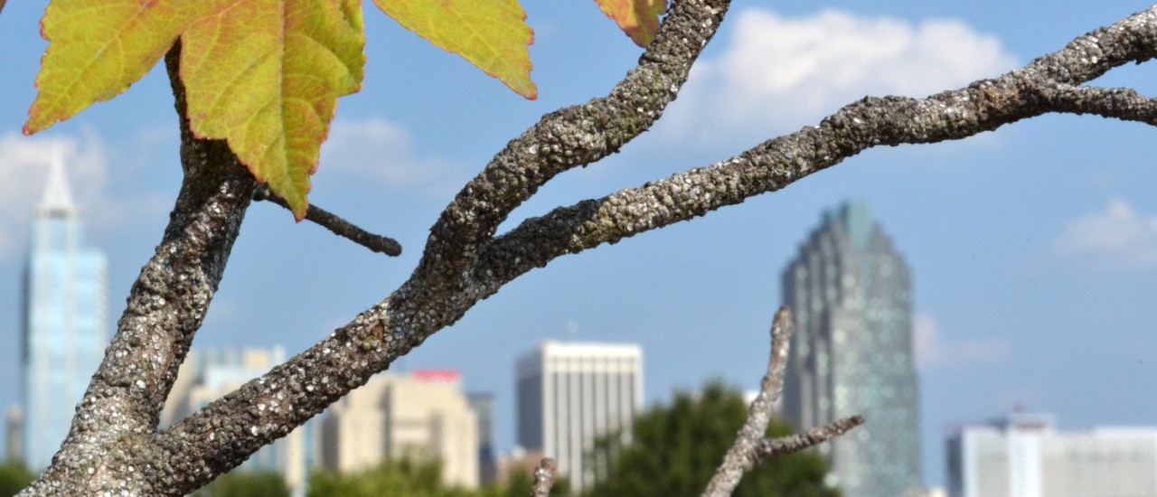 Impervious surfaces are hard on urban trees, but how much is too much ...