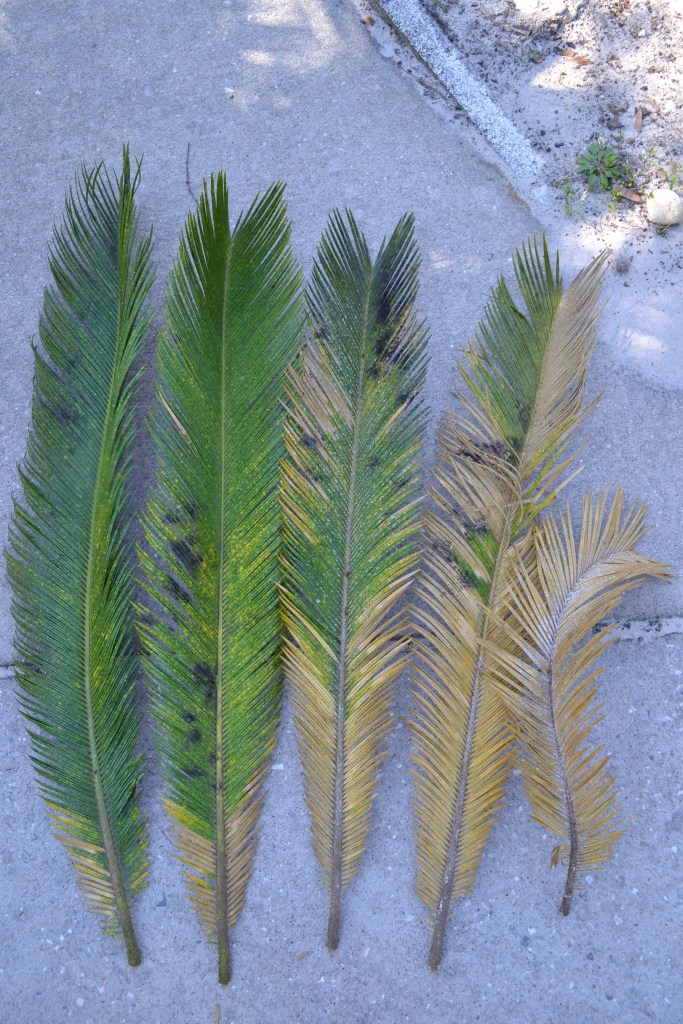 Is your cycad turning yellow? Or white? | Urban Landscape Entomology
