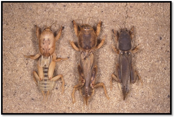 Tunneling in your turf? Watch for mole crickets! | Urban Landscape ...